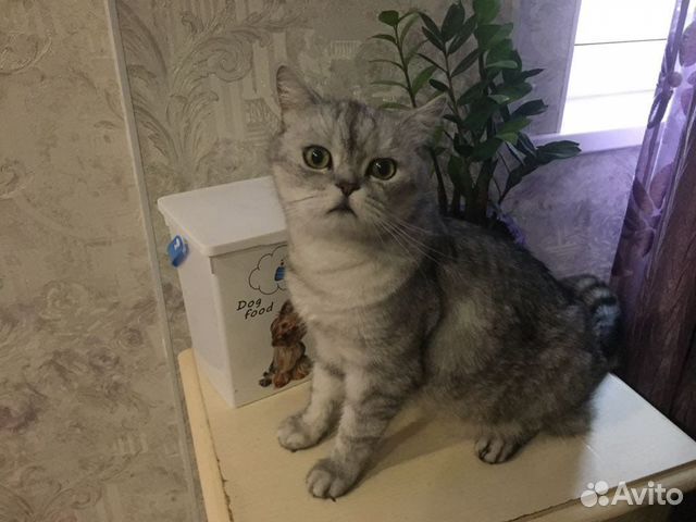 Британский кот отдадим в хорошие руки