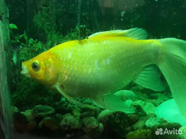 Аквариумные рыбы бесплатно в добрые руки