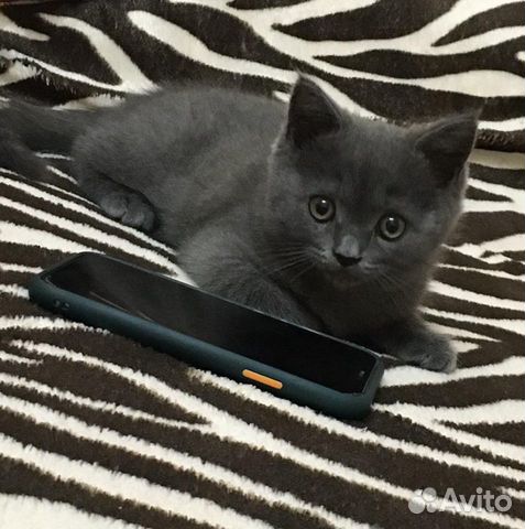 Шотланский котенок прямоухий