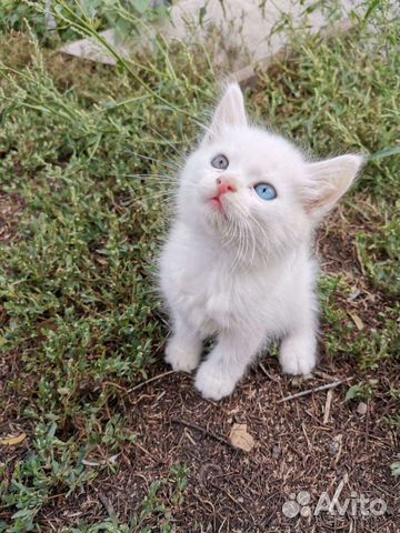 Котенок в добрые руки даром