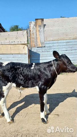 Бычки и быки телки