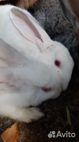 Продам кроликов