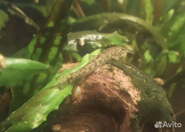 Усатый голец для аквариума