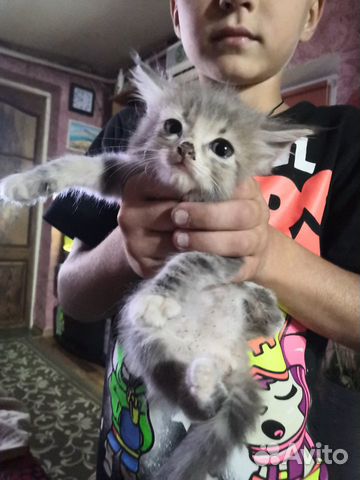 Смесь Веслаухие с шатландской