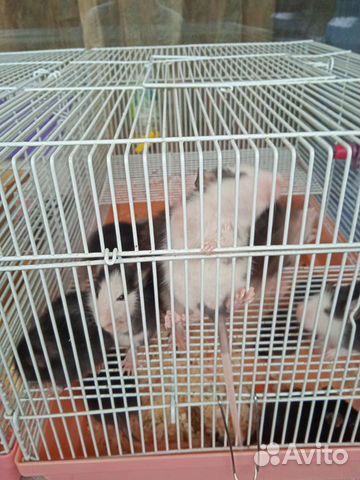 Крыса дамбо