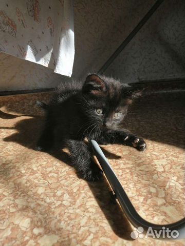Котята Ниндзя