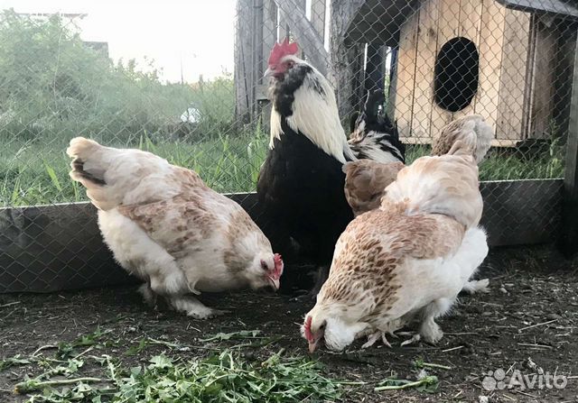 Куры и петух Фавероль