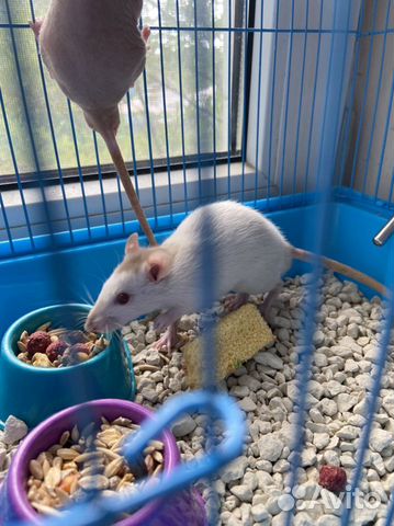 Крысы с клеткой