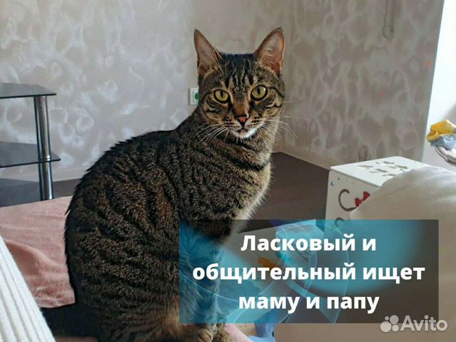 Кот в дар