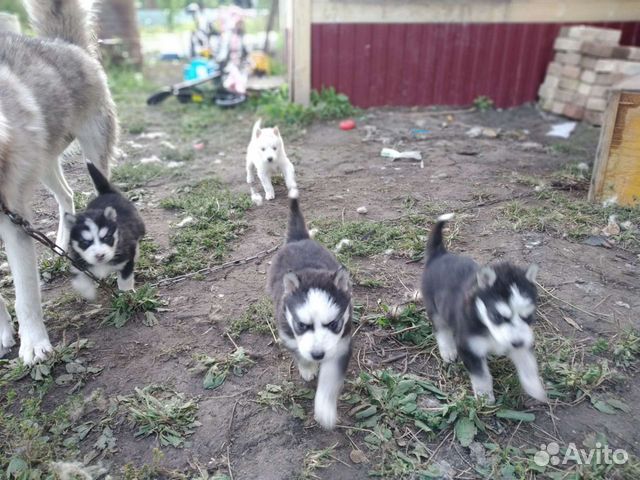 Собаки хаски щенки