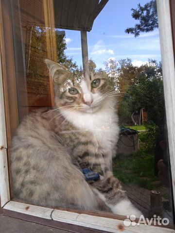 Котенок Пуш в добрые руки