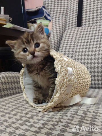 Котёнок