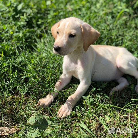 Щенок, метис лабрадора, мальчик