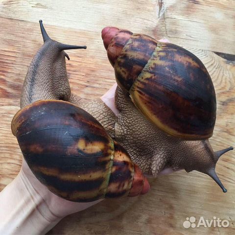 Улитка Архахатина Сутуралис Нигерия