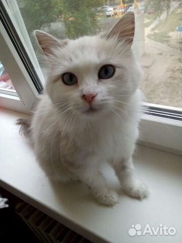 Кошечка порода рег долл