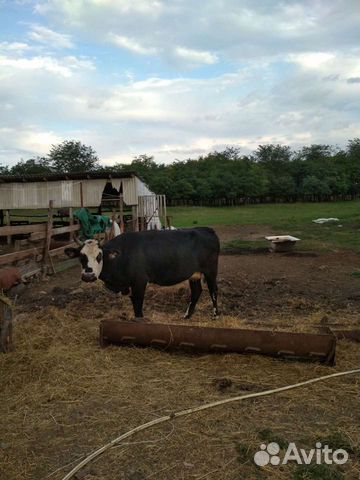 Продам корову на мясо) бычек два месяца и тёлочку