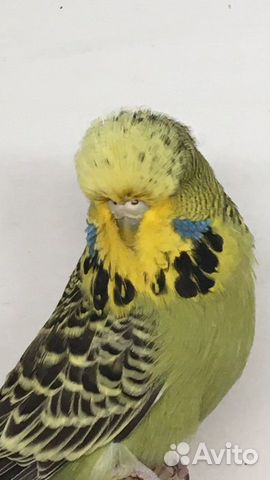 Попугай Выставочный волнистый,ввп, (чех)