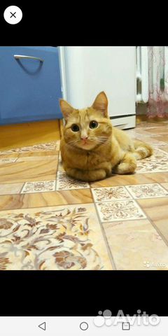 Котик