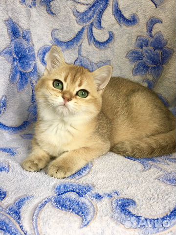 Британцы ay12, ау11, ny11