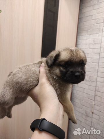 Щенки
