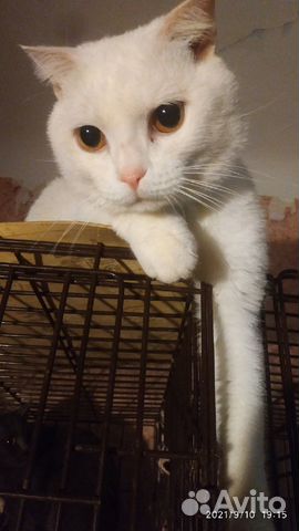 Кот Леша, молодой и красивый