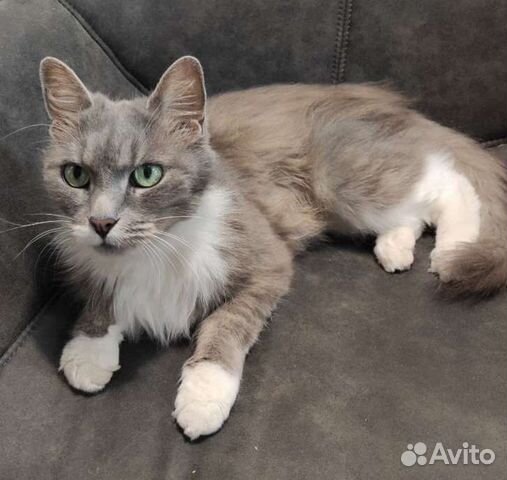 Кошка