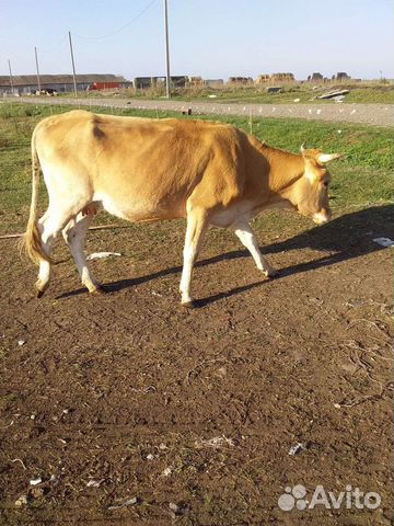 Обмен на лошадей