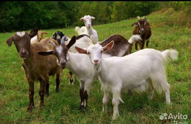 Козы,козлы