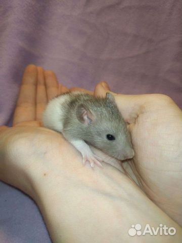 Крысята в добрые руки)