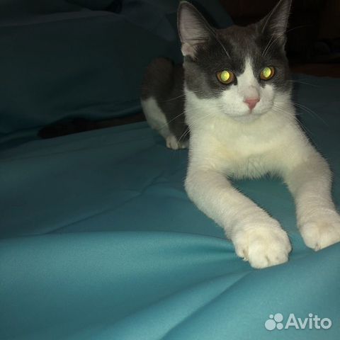 Кот в добрые руки