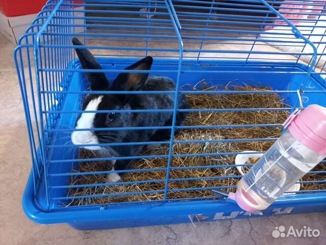 Декоративные кролики