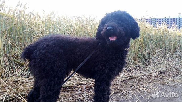 Малый пудель кобель для вязки