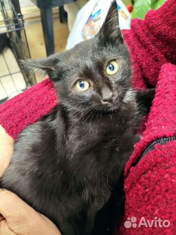 Котенок Черныш в добрые руки