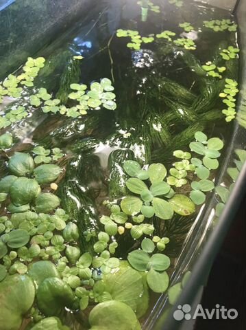 Аквариумное растение прополка верхоплавки