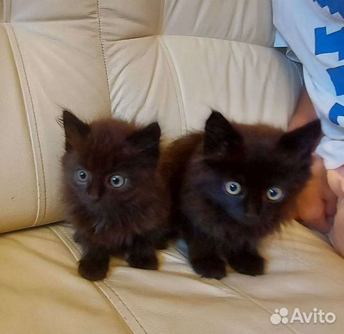 Сибирские котята бесплатно