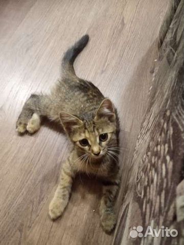 Котенок Клепа в добрые руки