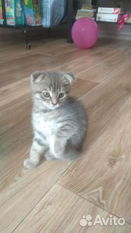 Котенок, помесь шотландской