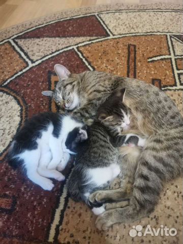 Котята курильский бобтейл