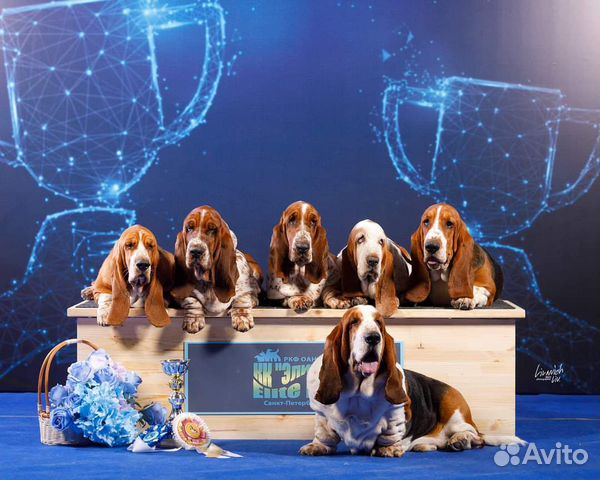 Щенки бассет-хаунда