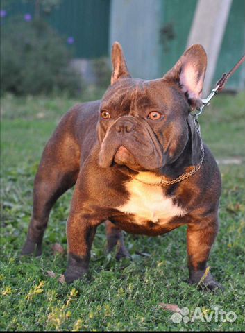 Голубой шедевр