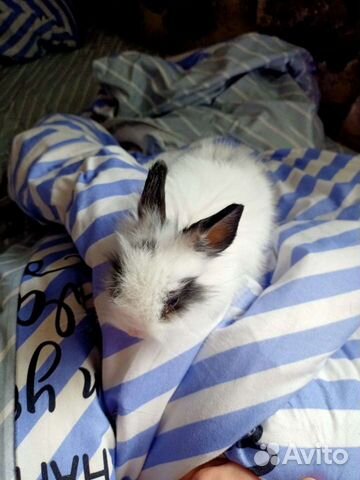 Декоротивные крольчата