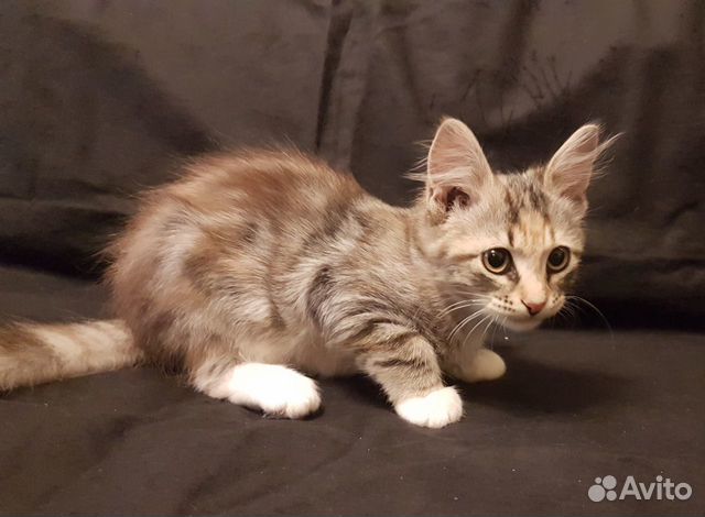 Отдам котенка в добрые руки бесплатно