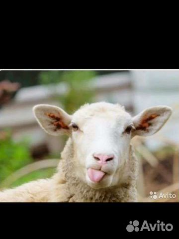 Матки валушки