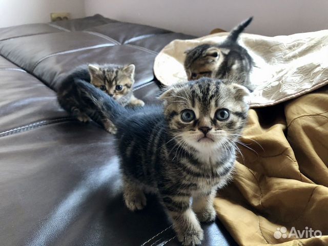 Шотландские вислоухие котята