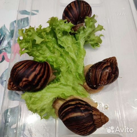 Улитки ахатины