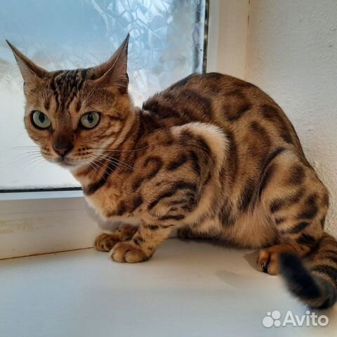 Бенгальская кошка