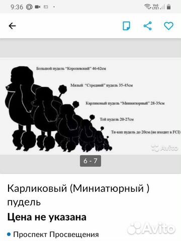 Той-пудель девочка