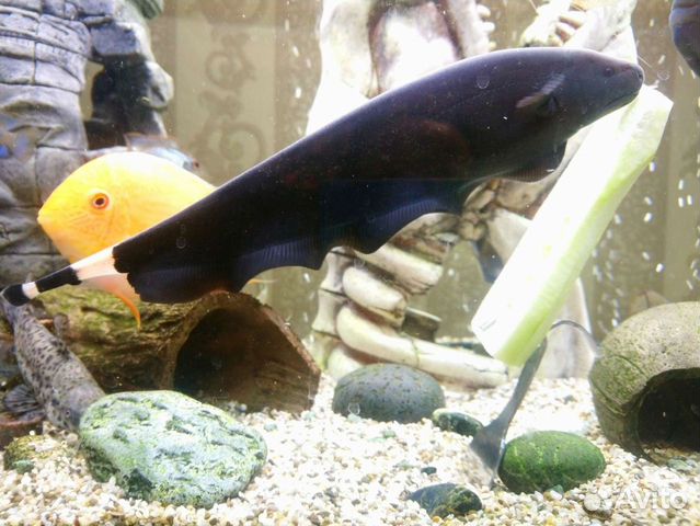 Черный нож - аптернотус белолобый