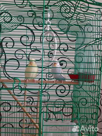 Клетка с попугаями