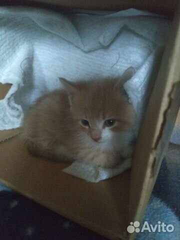 Котенок в добрые руки